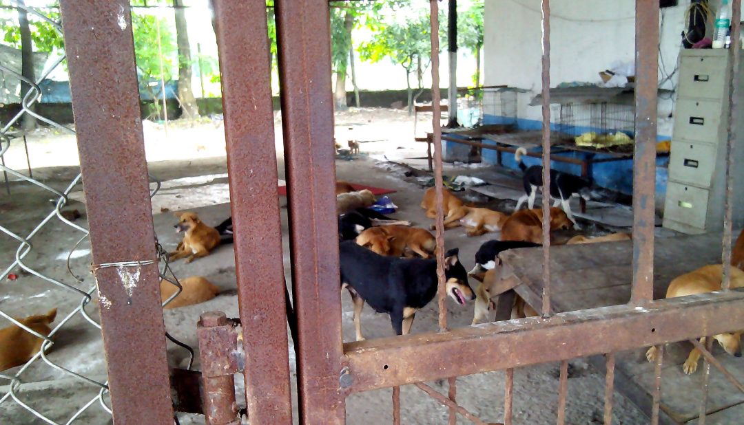 Animal Birth Control camp at Siliguri | Goodwill Animal Shelter